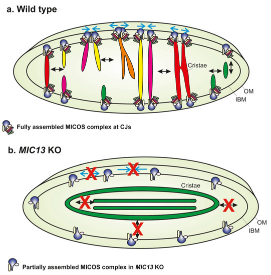 Emerging Roles of the MICOS Complex in Cristae Dynamics and Biogenesis