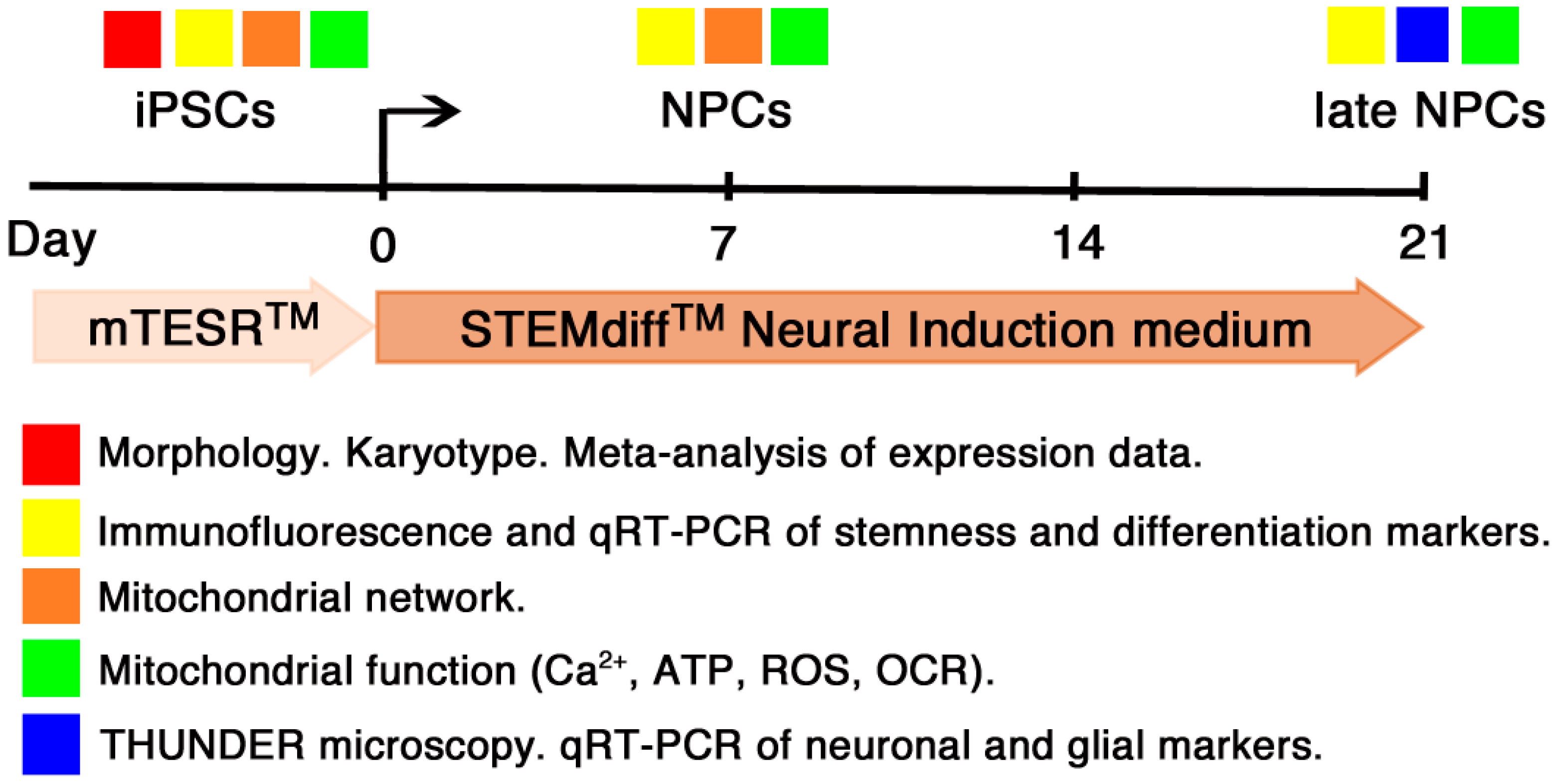 Human Trisomic iPSCs from Down Syndrome Fibroblasts Manifest Mitochondrial Alterations Early ...