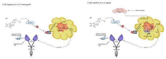 Role of Endocrine System in the Regulation of Female Insect Reproduction