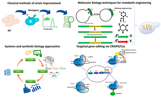 The Role of Metabolic Engineering Technologies for the Production of ...