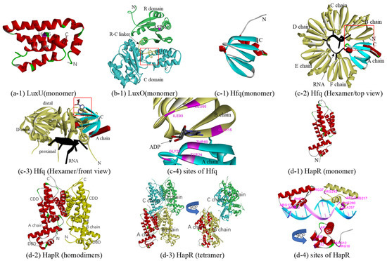 Protein Model and Function Analysis in Quorum-Sensing Pathway of Vibrio ...