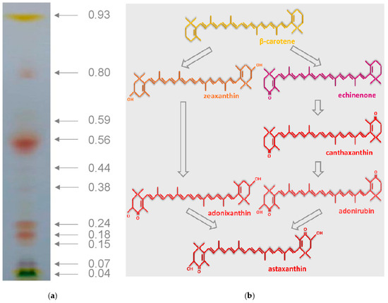 Combined Production of Astaxanthin and β-Carotene in a New Strain of ...