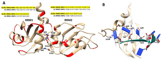 hnRNP A/B Proteins: An Encyclopedic Assessment of Their hnRNP A/B Proteins: An Encyclopedic Assessment of Their