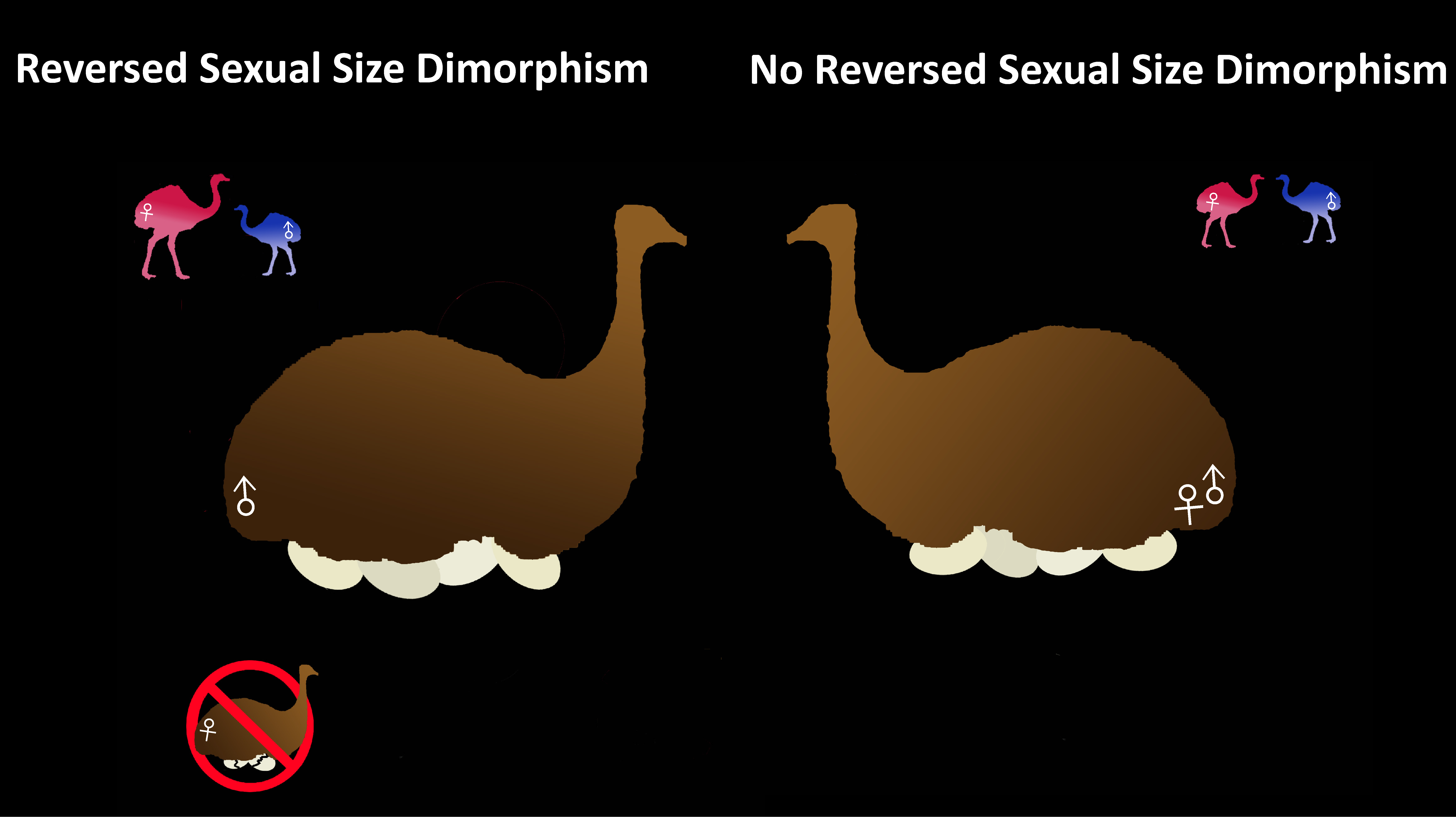Biology | Free Full-Text | Egg Incubation Mechanics of Giant Birds