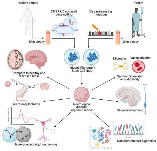 Brain Organoids: Filling the Need for a Human Model of Neurological Disorder