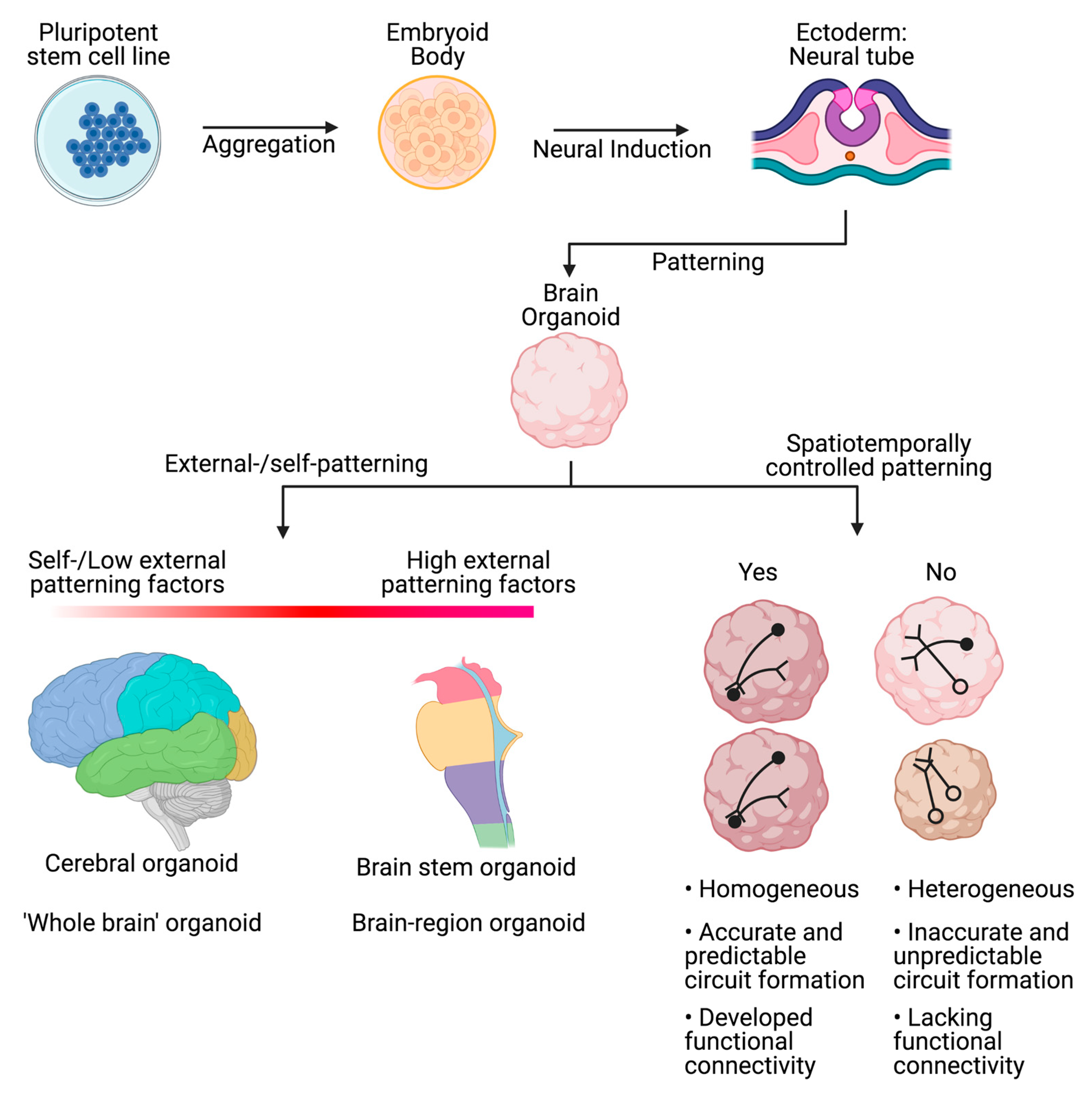 Brain Organoids: Filling the Need for a Human Model of Neurological ... Brain Organoids: Filling the Need for a Human Model of Neurological ...