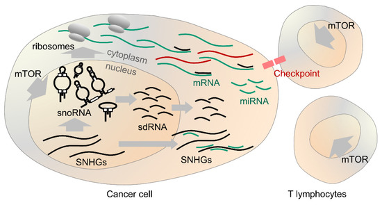 Biology | Free Full-Text | SnoRNA in Cancer Progression, Metastasis and ...