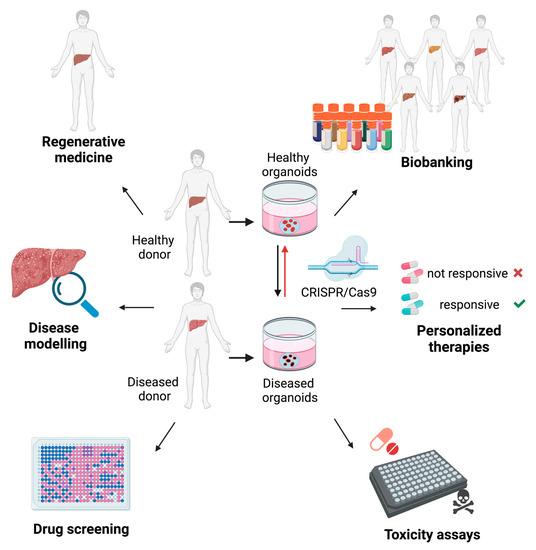 Biology | Free Full-Text | Liver Organoids: Updates on Disease Modeling ...