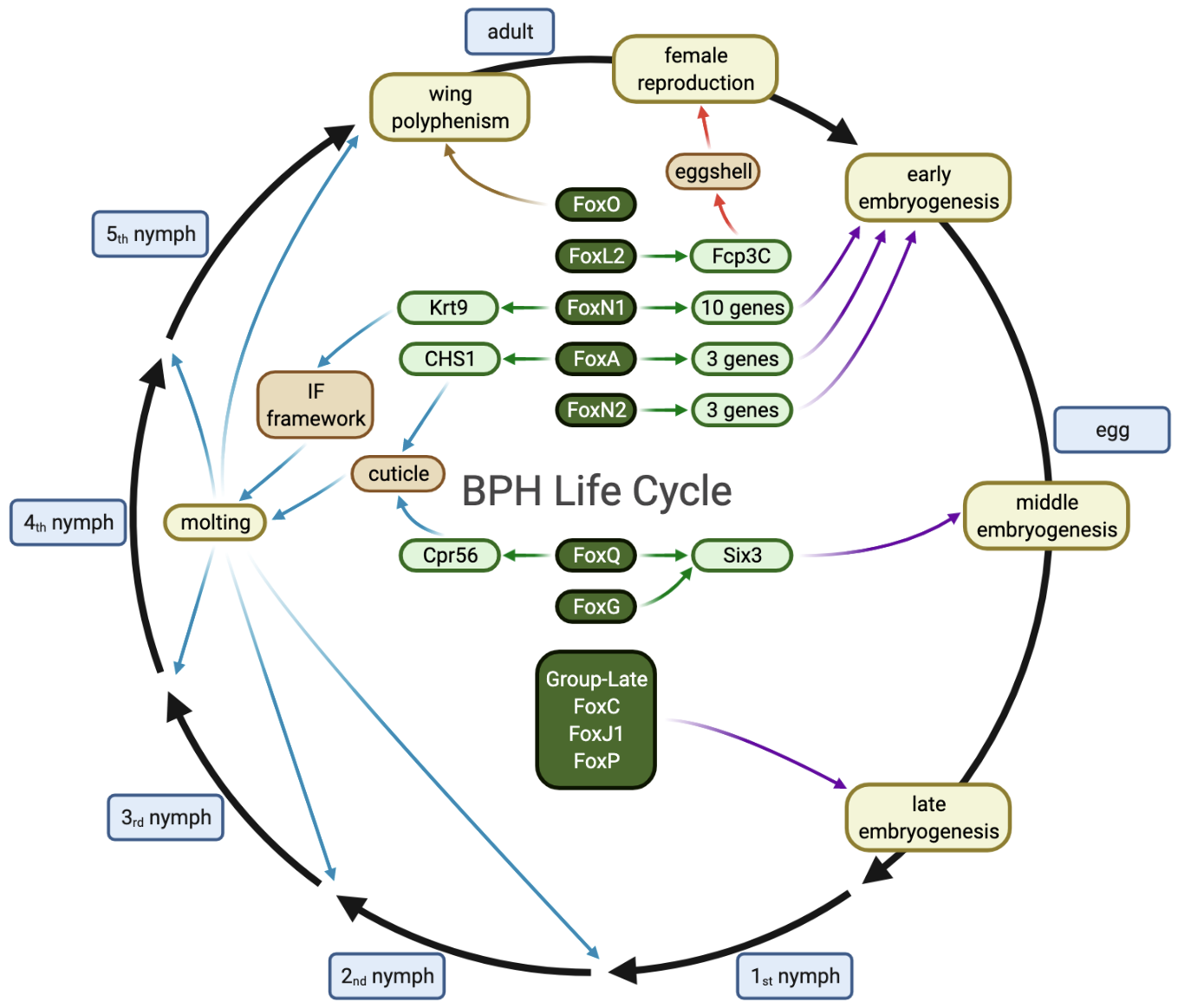 Biology | Free Full-Text | The Genetic Network of Forkhead Gene Family ...