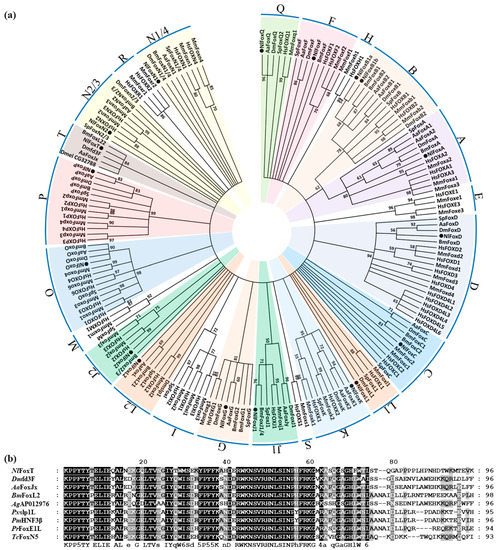 The Genetic Network of Forkhead Gene Family in Development of Brown ...
