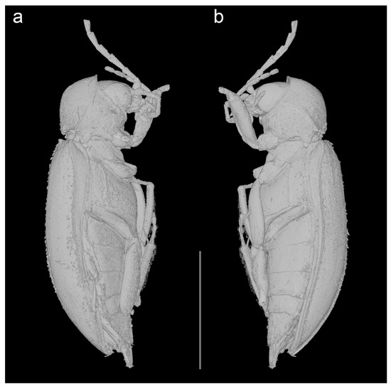 The First Ptilodactyla Illiger, 1807 (Coleoptera: Dryopoidea ...