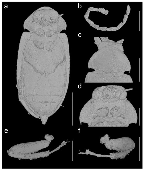 The First Ptilodactyla Illiger, 1807 (Coleoptera: Dryopoidea ...