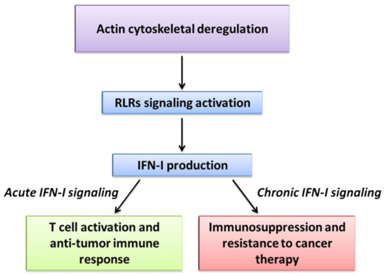 Actin Cytoskeleton Dynamics and Type I IFN-Mediated Immune Response: A ...