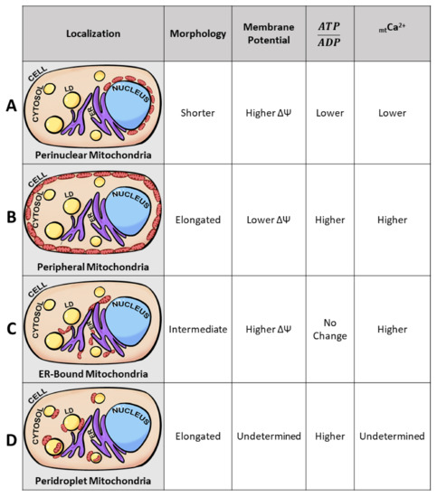 Mitochondrial Heterogeneity in Metabolic Diseases