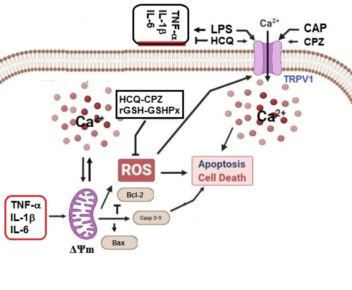 Biology | Free Full-Text | Hydroxychloroquine Attenuates Acute ...