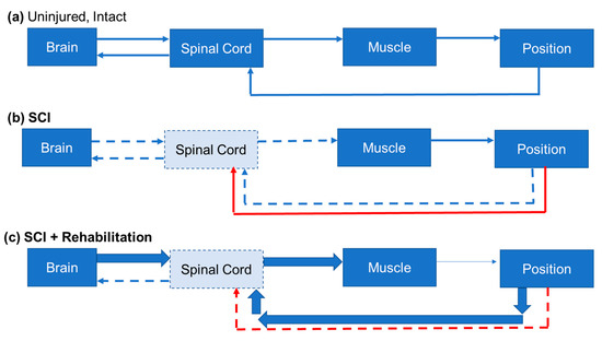 Plasticity in Cervical Motor Circuits following Spinal Cord Injury and ...