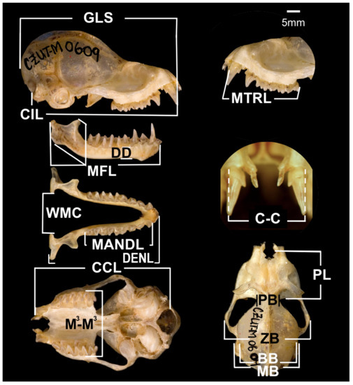 Skull Morphology, Bite Force, and Diet in Insectivorous Bats from ...