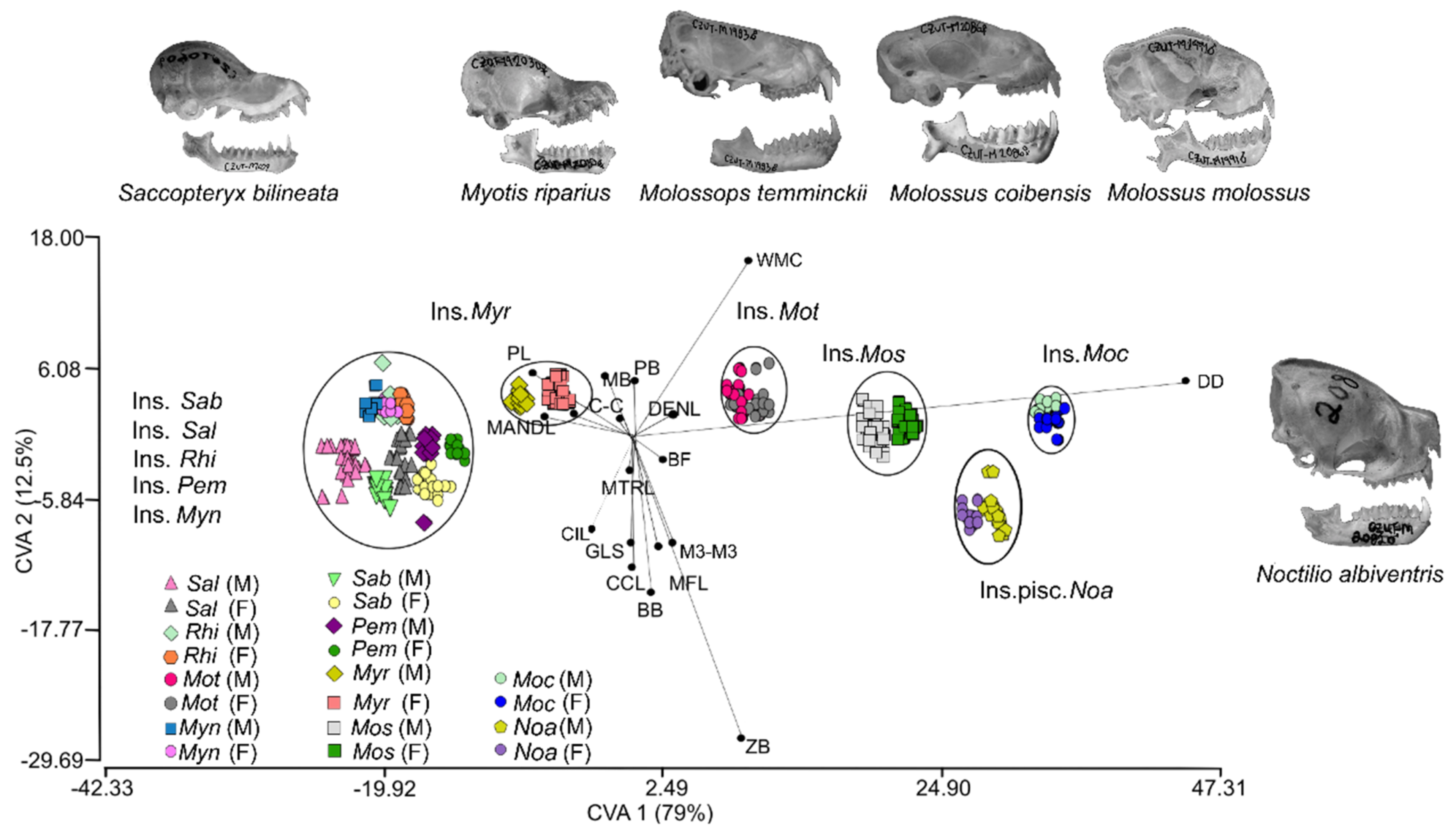 Skull Morphology, Bite Force, and Diet in Insectivorous Bats from ...
