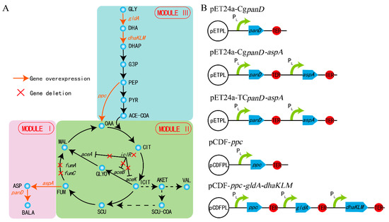 Enhancement of β-Alanine Biosynthesis in Escherichia coli Based on ...