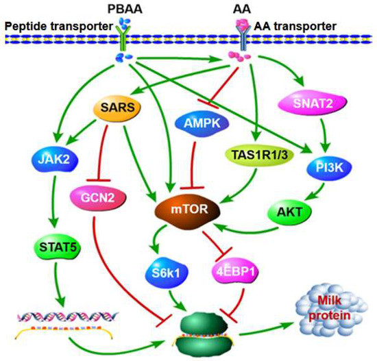 Regulation of Milk Protein Synthesis by Free and Peptide-Bound Amino ...