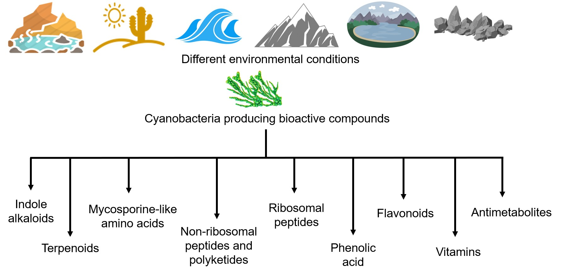 Biology | Free Full-Text | Bioactive Metabolites Produced by ...