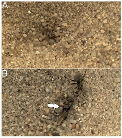 “O Sister, Where Art Thou?”—A Review on Rescue of Imperiled Individuals ...