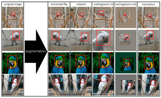 Multi-Class Parrot Image Classification Including Subspecies with ...