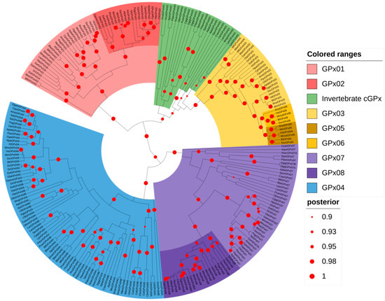 Going Forward and Back: The Complex Evolutionary History of the GPx