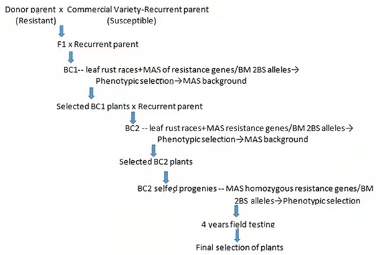 Biology | Free Full-Text | Characterization and Use in Wheat Breeding ...