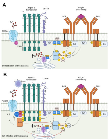 Siglecs as Therapeutic Targets in Cancer