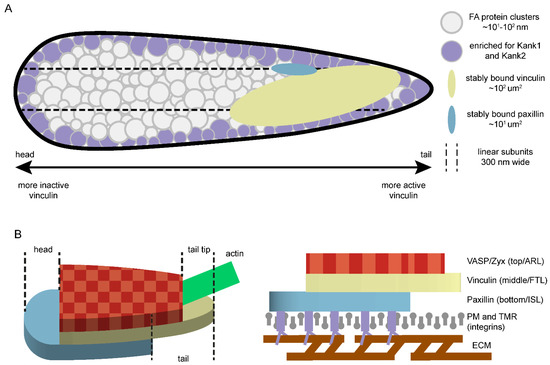 A Layered View on Focal Adhesions