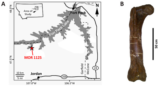 Taphonomic and Diagenetic Pathways to Protein Preservation, Part I: The ...