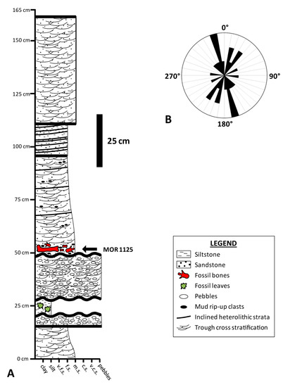 Biology | Free Full-Text | Taphonomic and Diagenetic Pathways to ...