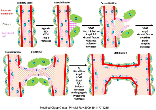 Quantitative Analysis of Factors Regulating Angiogenesis for Stem Cell ...