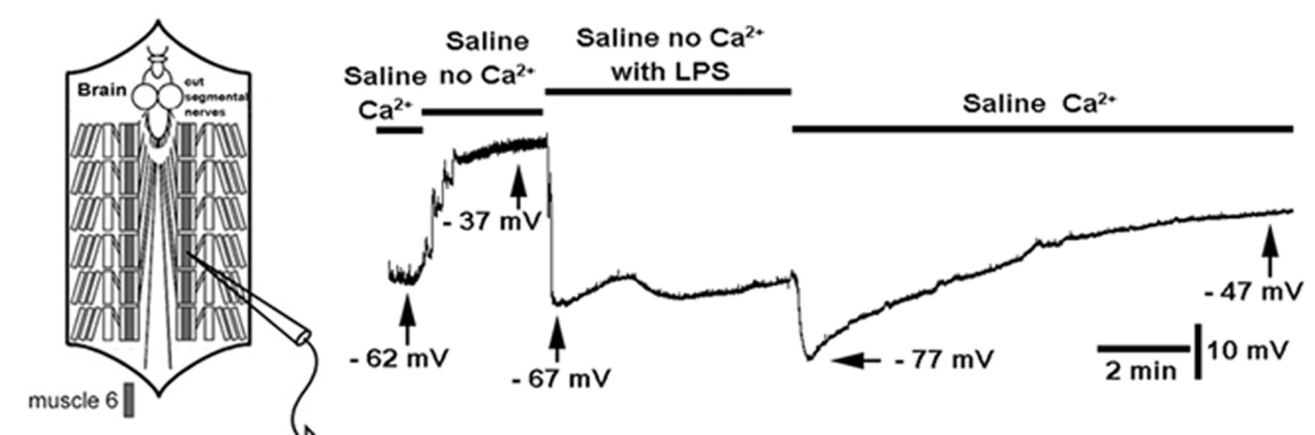 Biology | Free Full-Text | Rapid and Direct Action of ...
