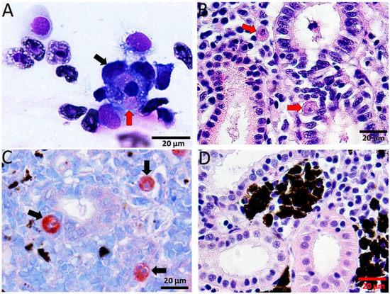 Kinetics of Parasite-Specific Antibody and B-Cell-Associated Gene ...