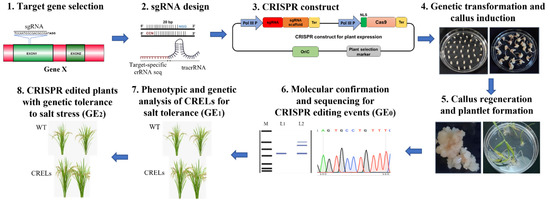 Genetic, Epigenetic, Genomic and Microbial Approaches to Enhance Salt ...