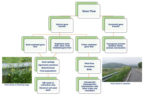 A Review of the Unintentional Release of Feral Genetically Modified ...