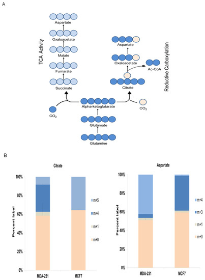 Breast Cancer Cell Subtypes Display Different Metabolic Phenotypes That ...