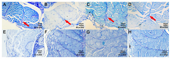 Comparison of Myosepta Development and Transcriptome Profiling between ...