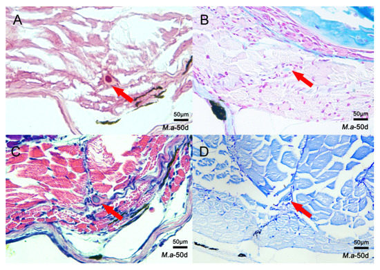 Comparison of Myosepta Development and Transcriptome Profiling between ...