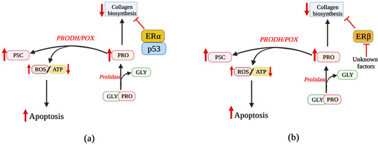 Understanding the Role of Estrogen Receptor Status in PRODH/POX ...