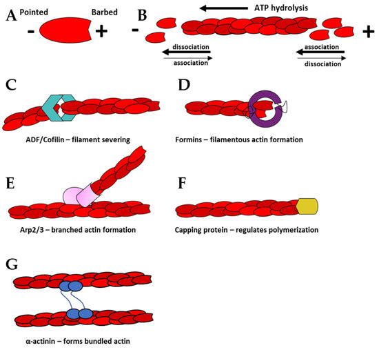 Dynamics of the Actin Cytoskeleton at Adhesion Complexes