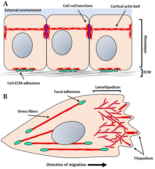 Dynamics of the Actin Cytoskeleton at Adhesion Complexes