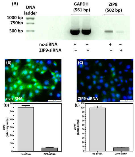 Biology | Free Full-Text | Tetrapeptides Modelled to the Androgen ...