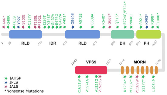 ALS2-Related Motor Neuron Diseases: From Symptoms to Molecules