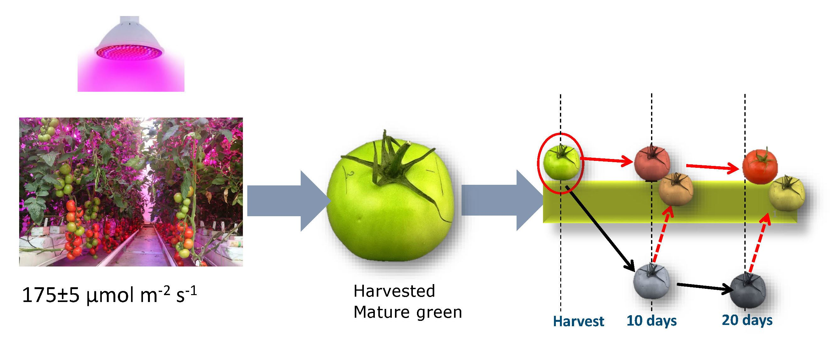 Biology | Free Full-Text | Additional Blue LED during Cultivation ...