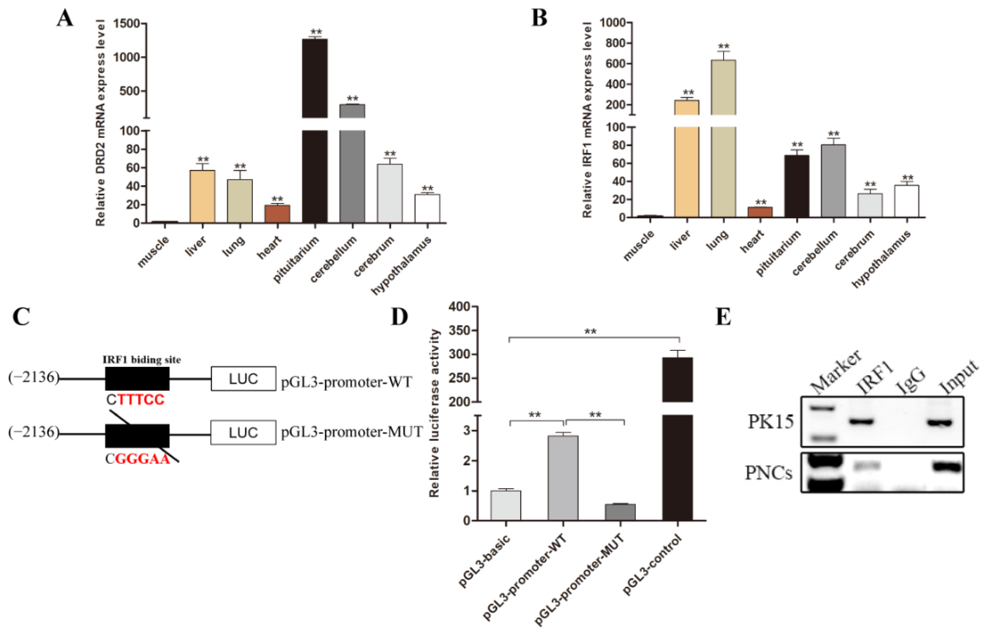 Functionally Antagonistic Transcription Factors IRF1 and IRF2 Regulate ...