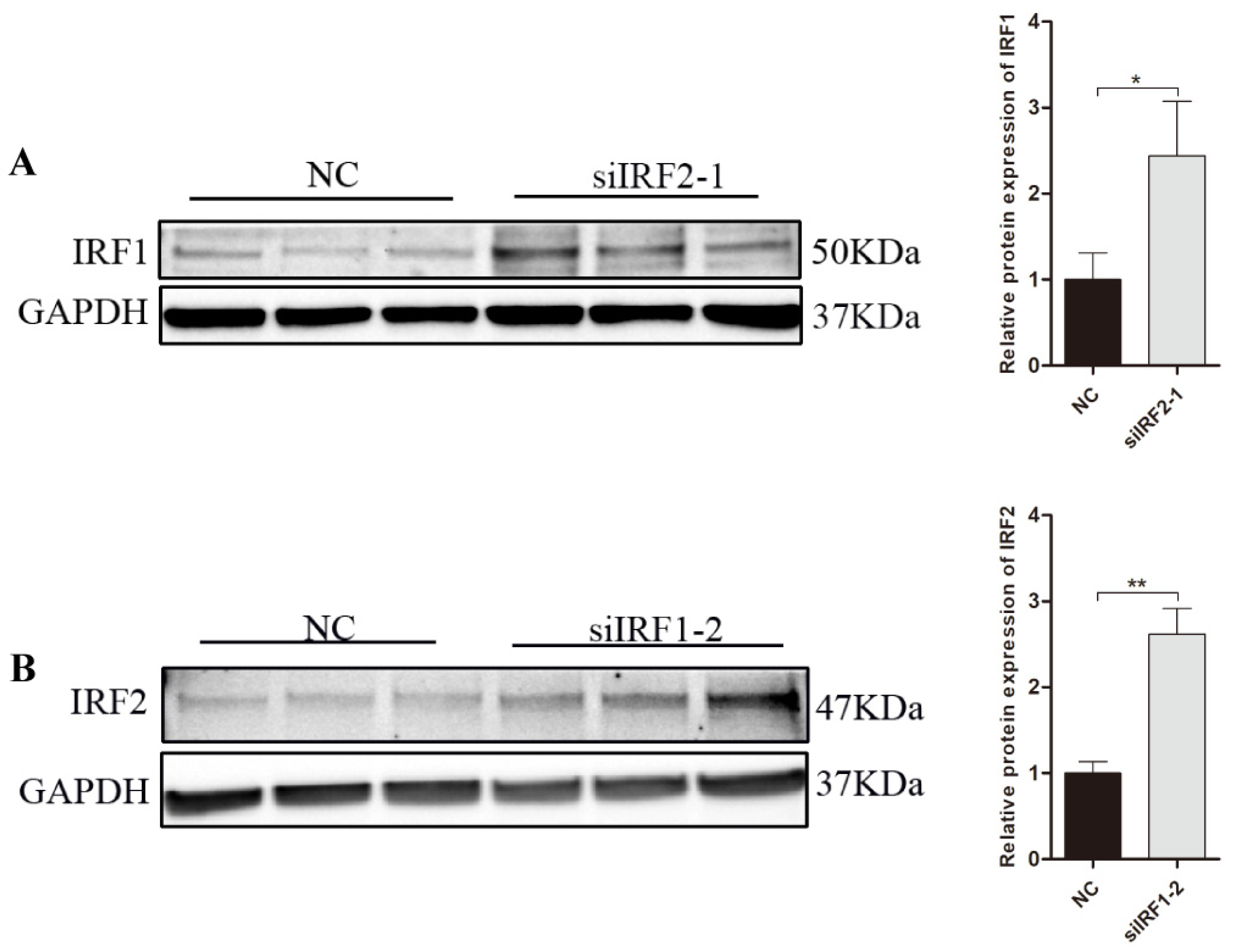 Functionally Antagonistic Transcription Factors IRF1 and IRF2 Regulate ...