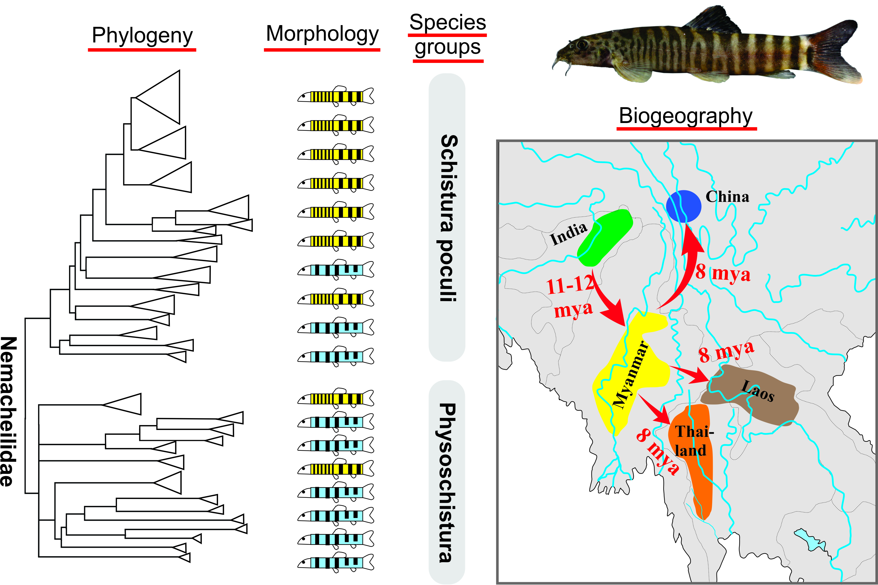 Biology | Free Full-Text | Using Species Groups to Approach the Large ...